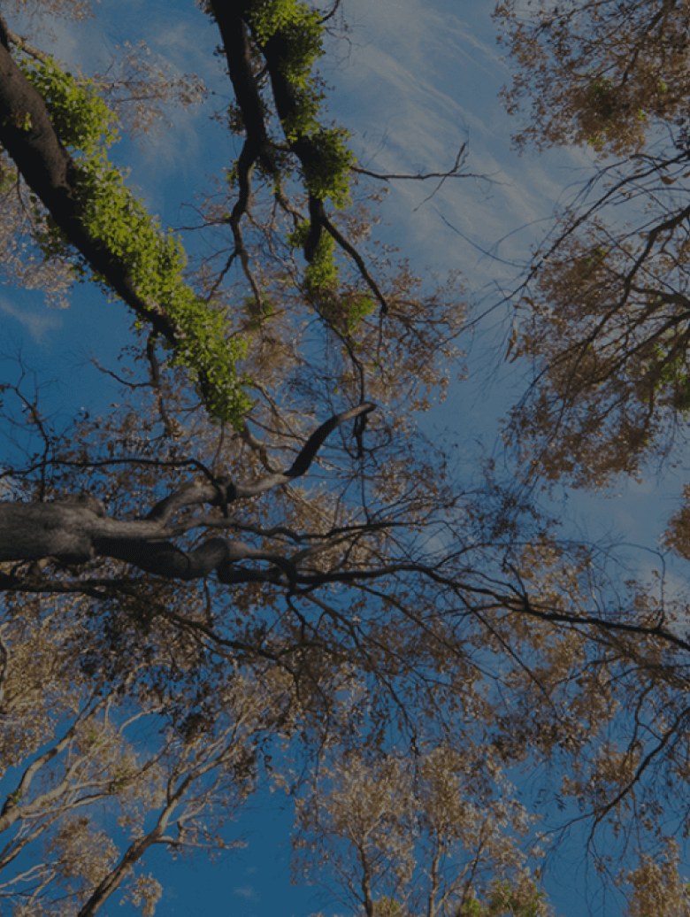 Recovery Connect | Digital Solutions for Government Case Study